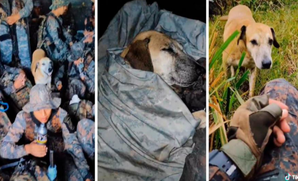 "Firulais" se encariña de un grupo de militares chapines y los acompaña ...