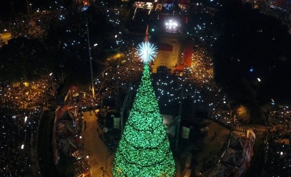 El árbol gallo y su historia en Guatemala