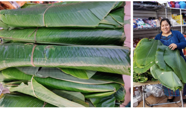 La hoja de mashán para hacer tamales navideños al estilo chapín se ...